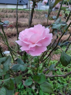 2+1 CJ)비비고왕교자420g | 배민스토어